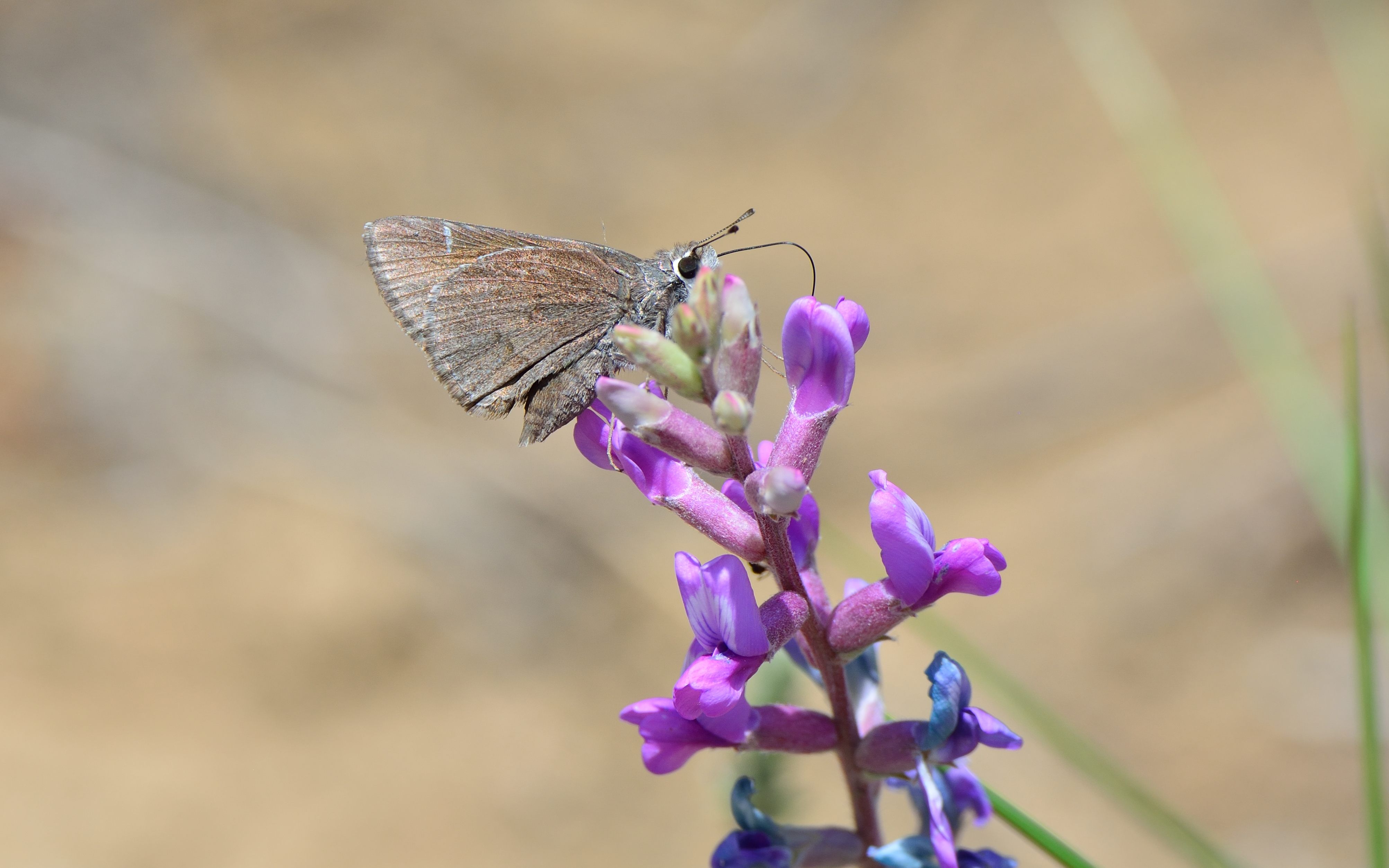 New Mexico Butterflies-Hesperiidae
