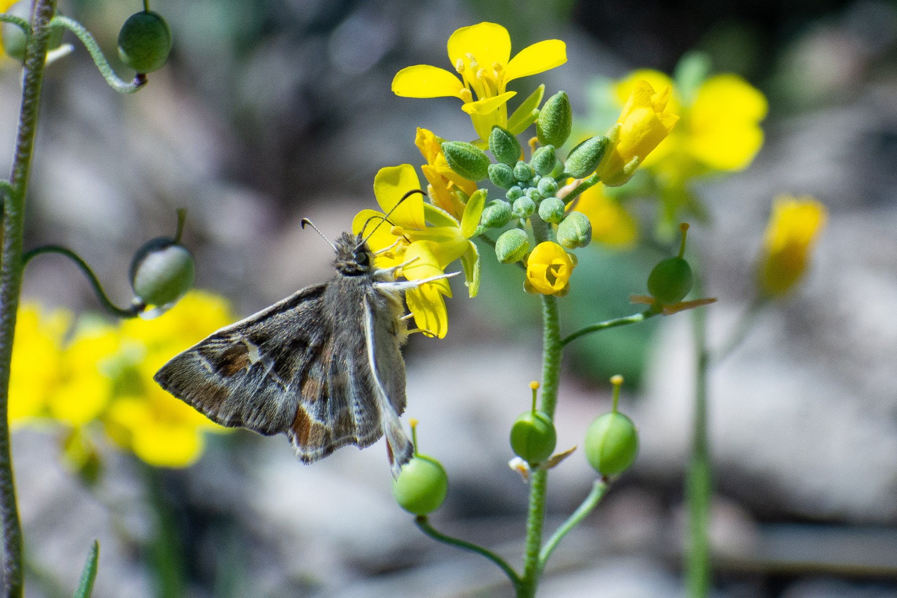 New Mexico Butterflies-Hesperiidae