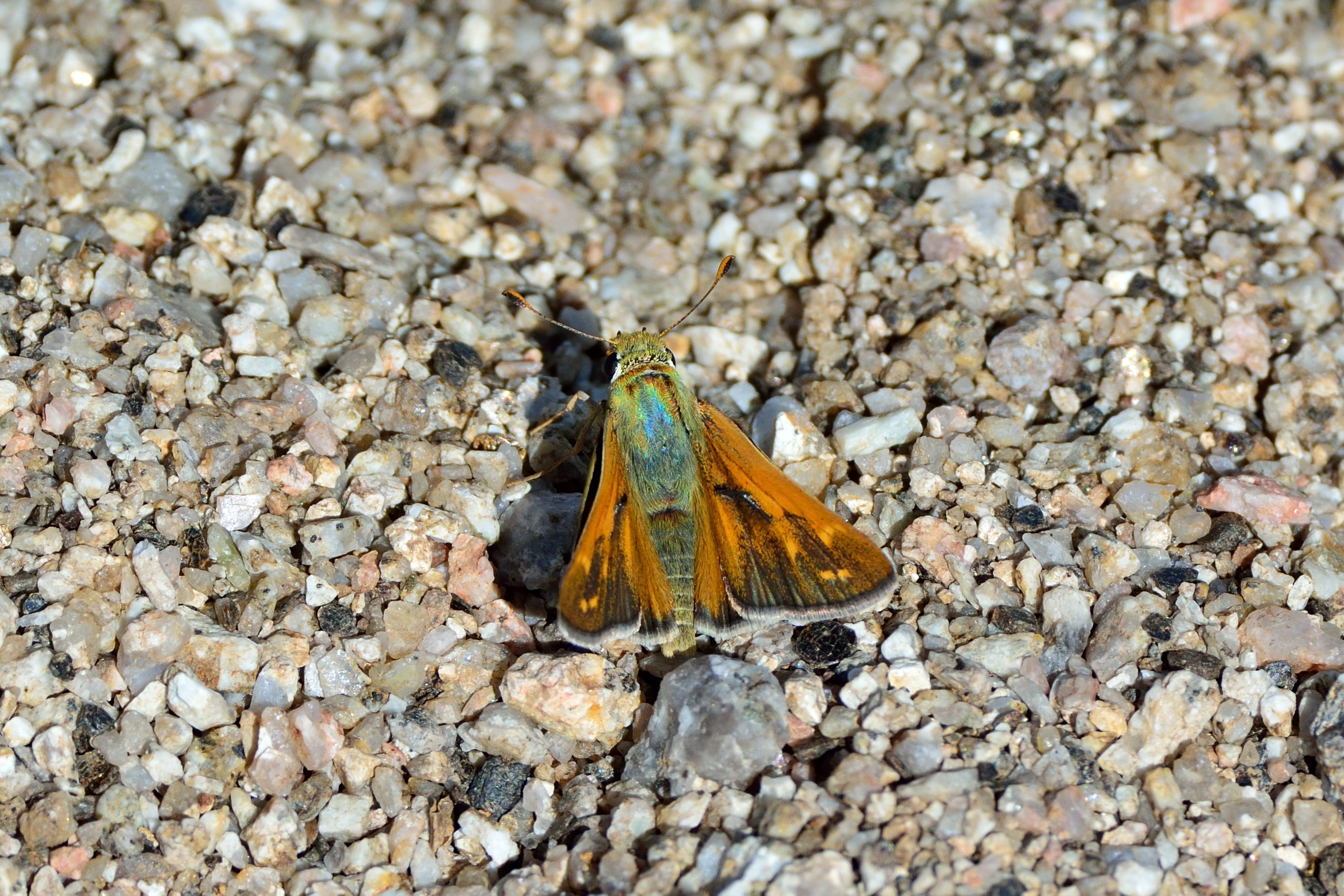 New Mexico Butterflies-Hesperiidae