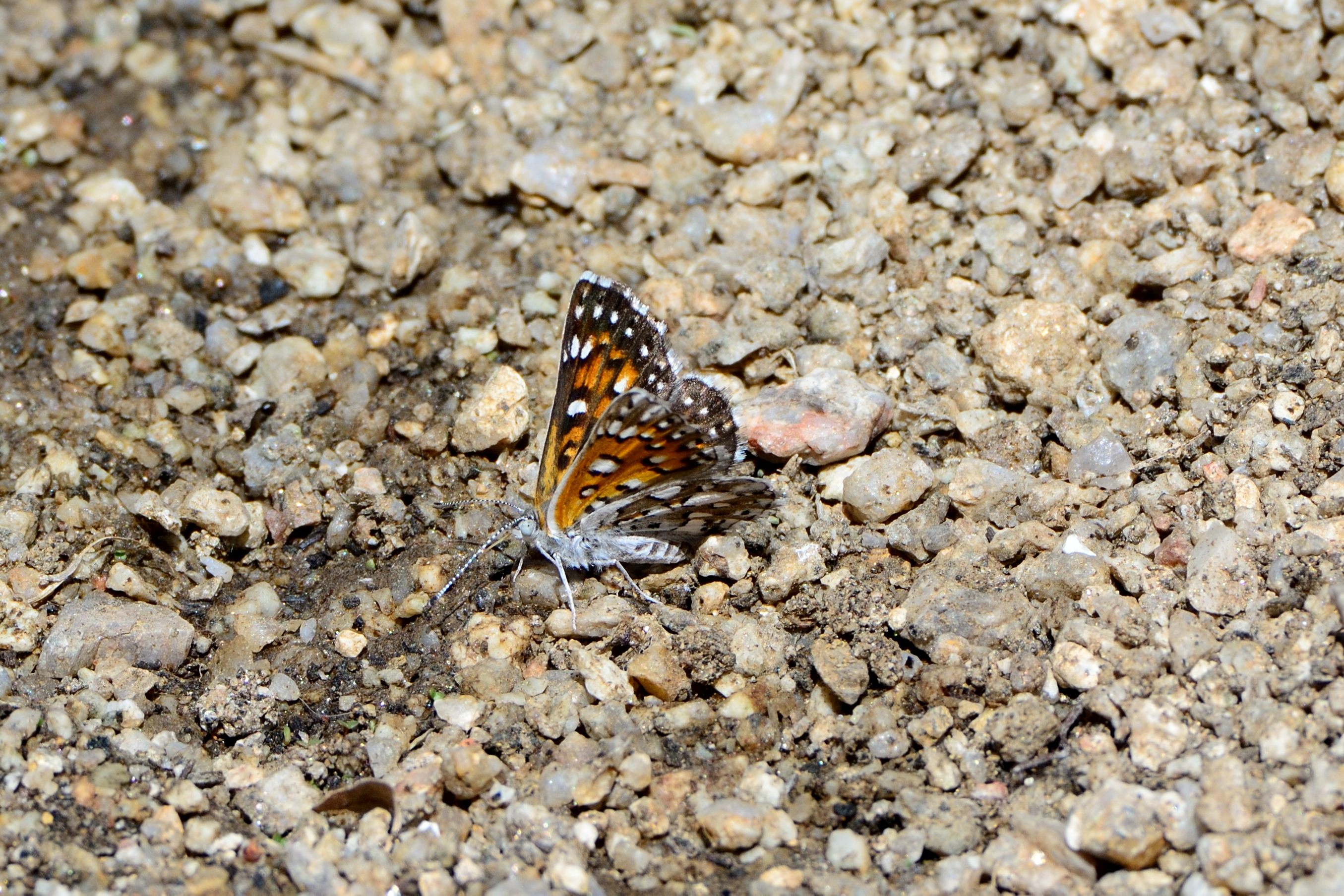 New Mexico Butterflies-Riodinidae