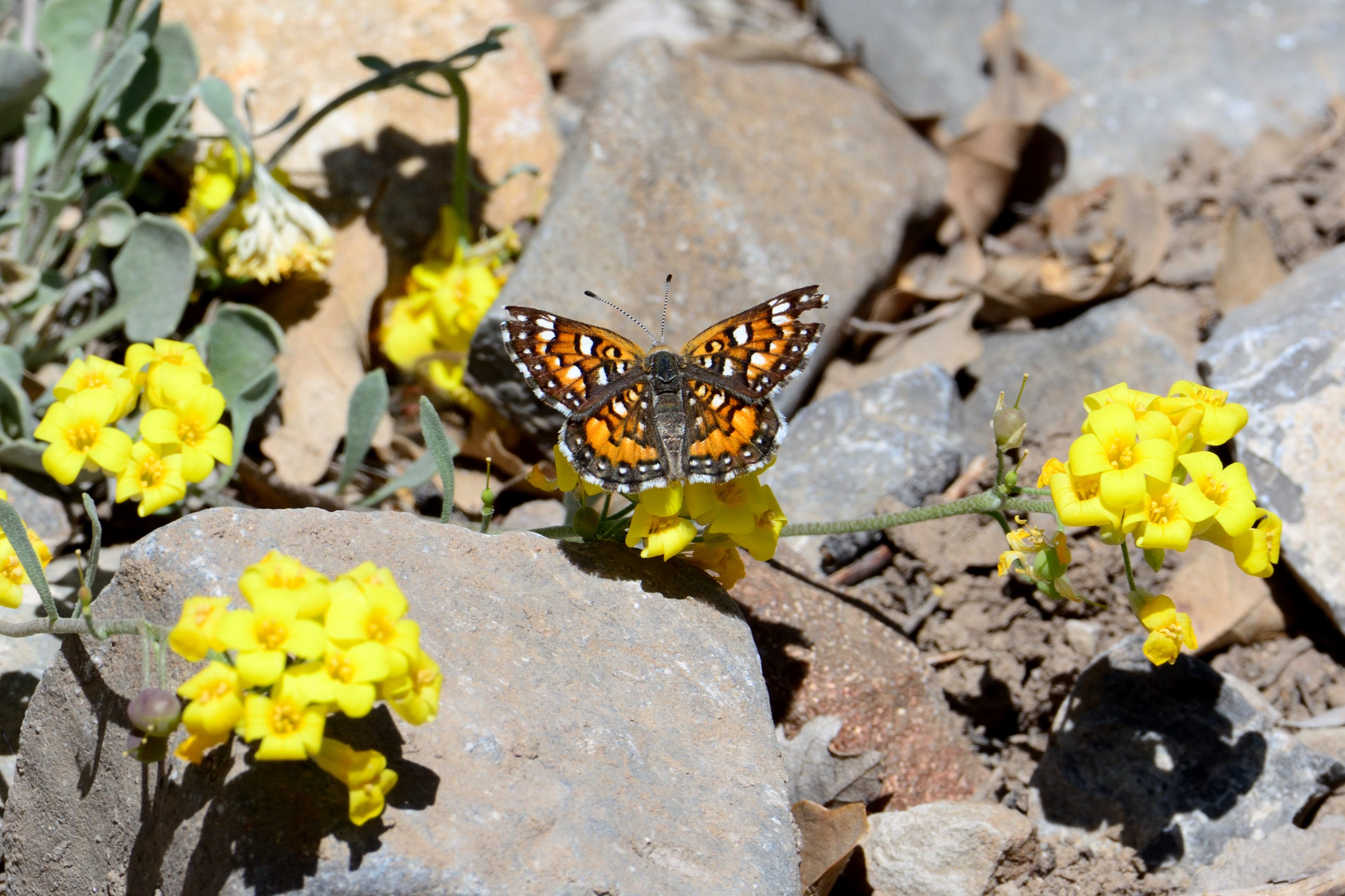 New Mexico Butterflies-Riodinidae