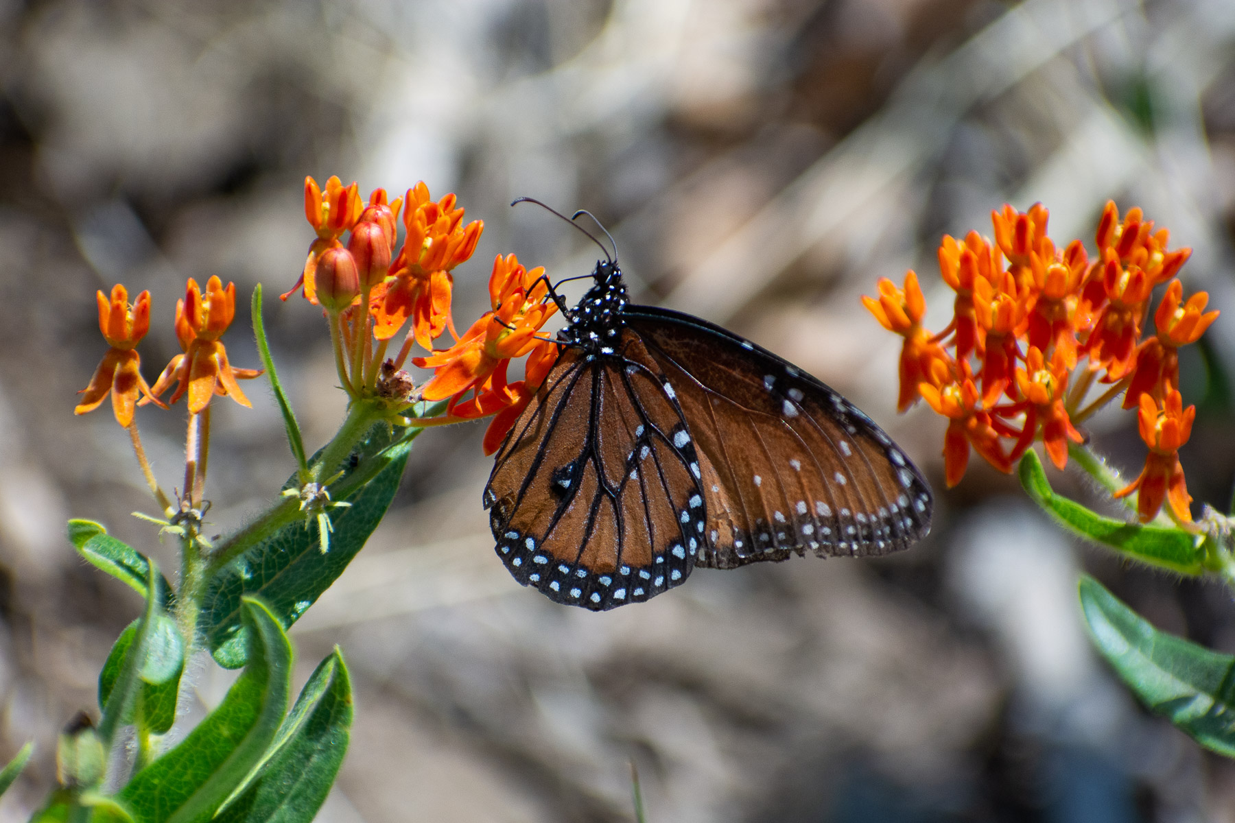 New Mexico Butterflies-Nymphalidae