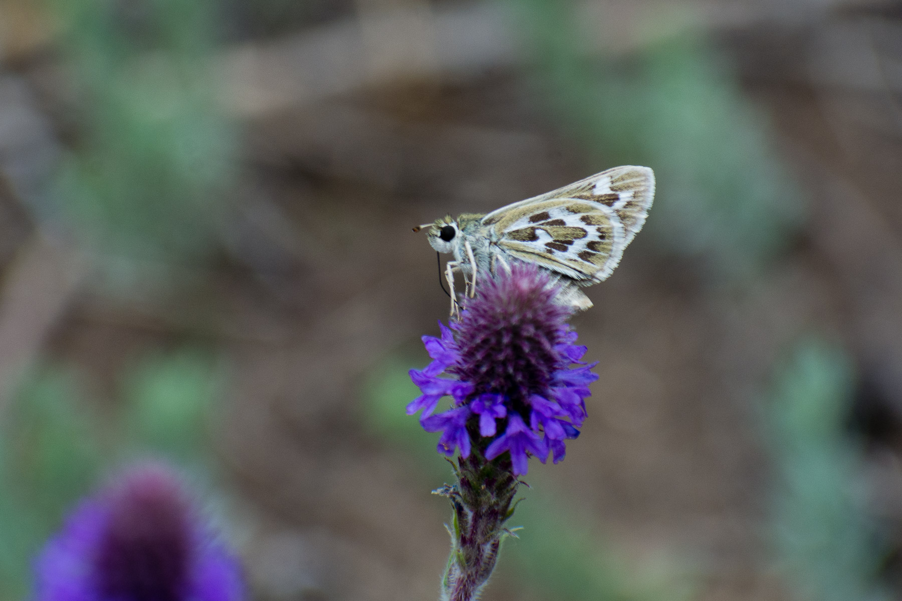 New Mexico Butterflies-Hesperiidae