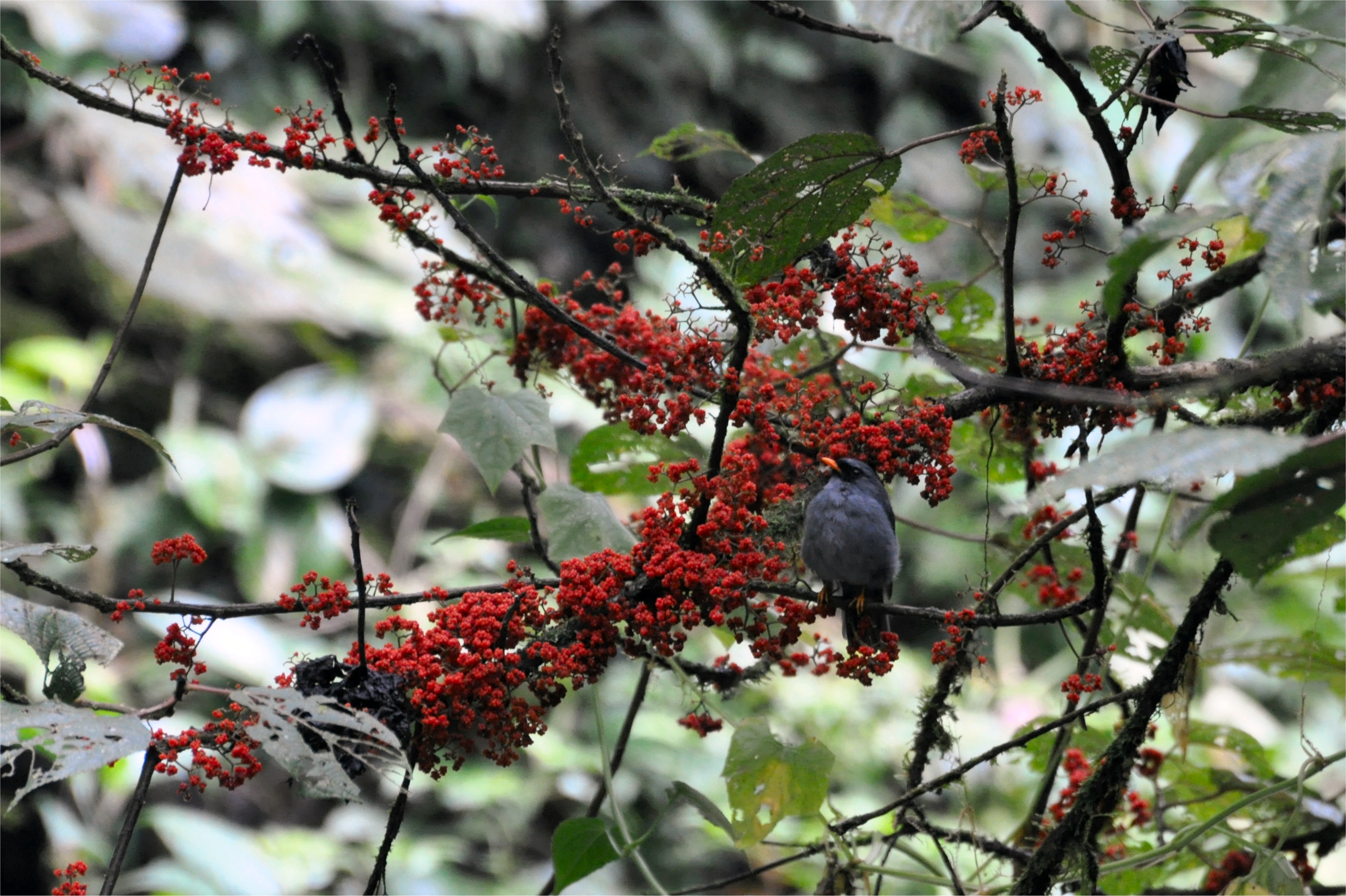 Birding Costa Rica 2009 - Page 5