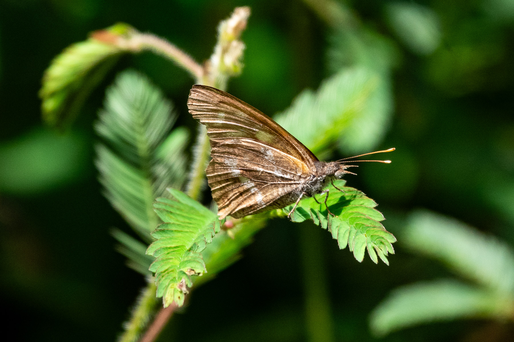 2024 Ghana Butterfly Trip