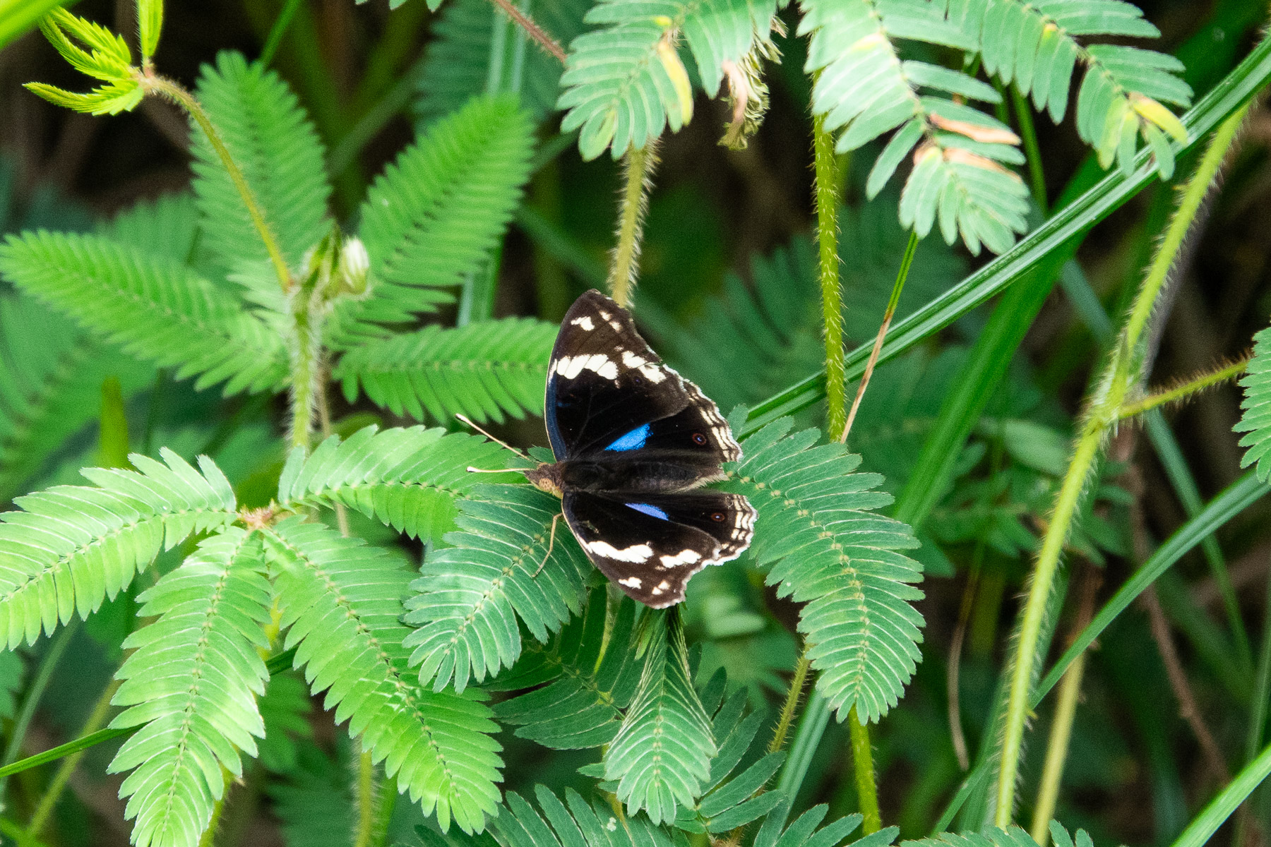2024 Ghana Butterfly Trip