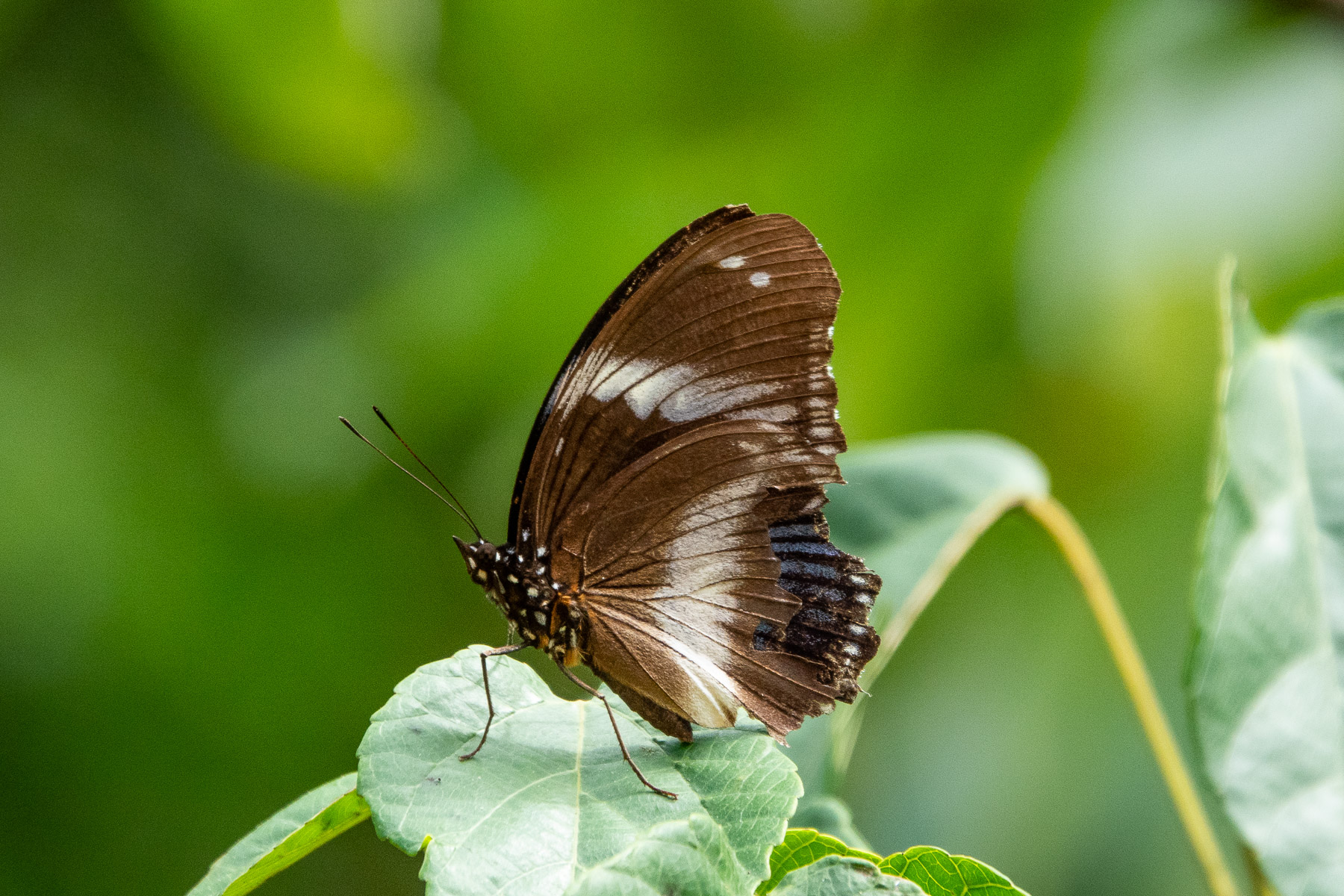 2024 Ghana Butterfly Trip