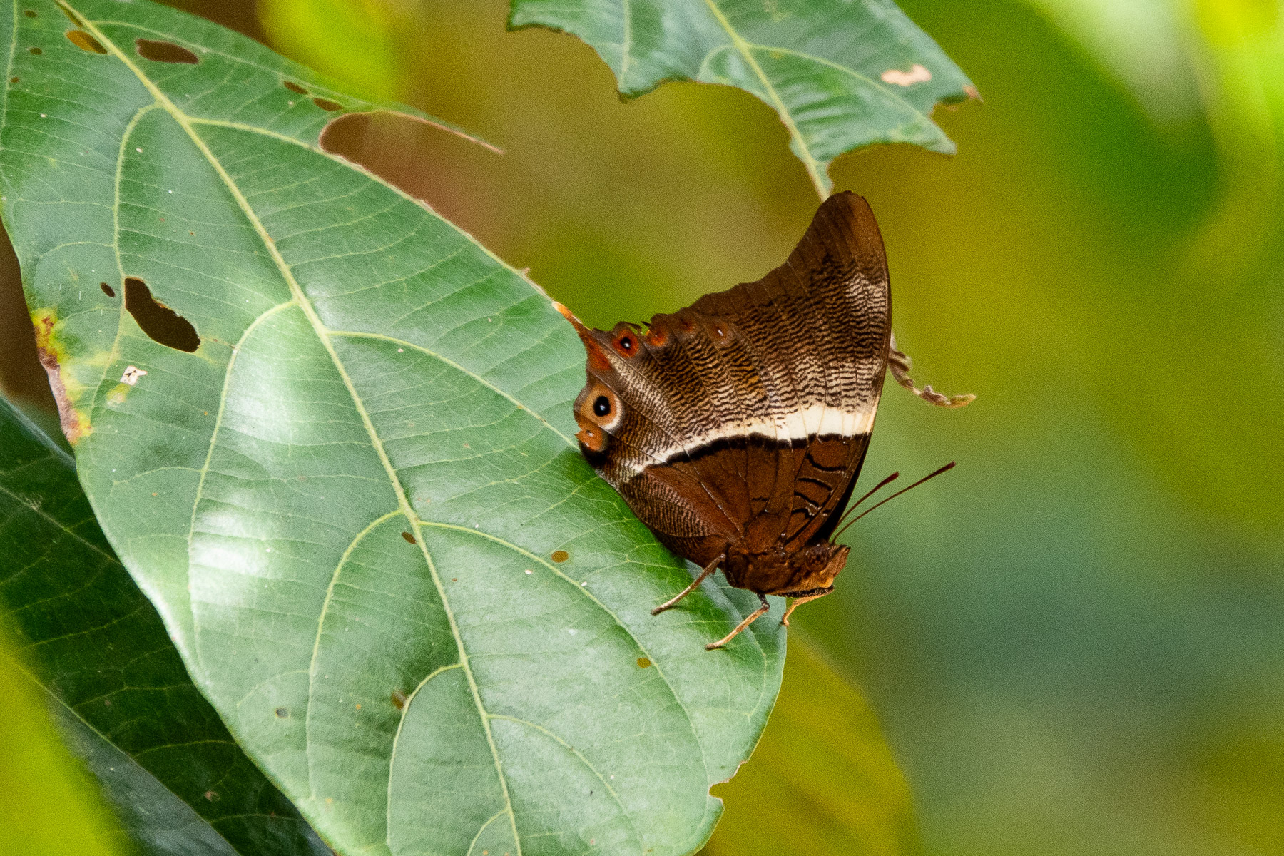 2024 Ghana Butterfly Trip