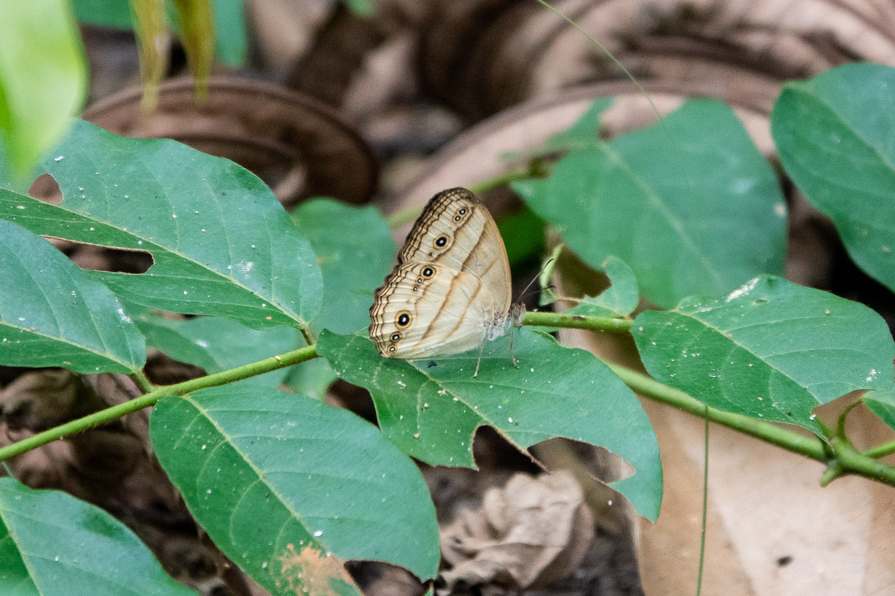 2024 Ghana Butterfly Trip