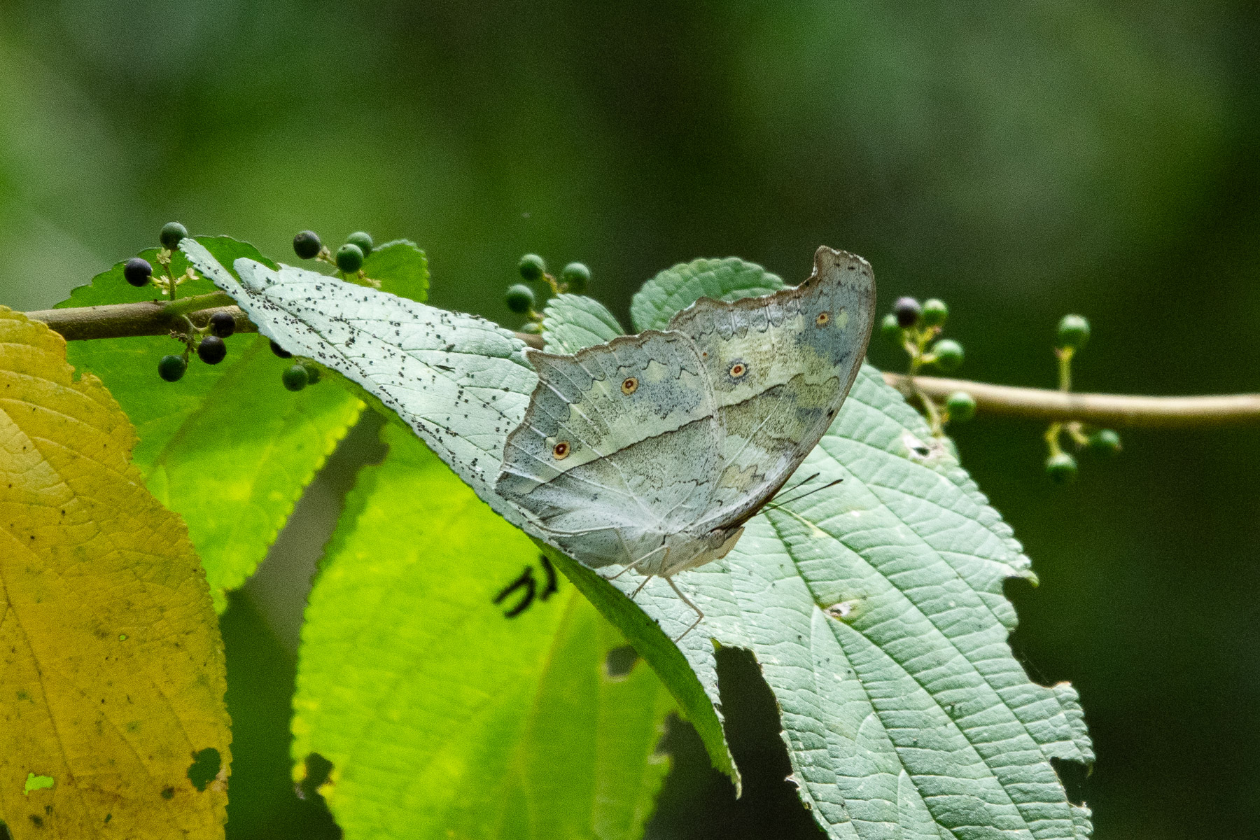 2024 Ghana Butterfly Trip