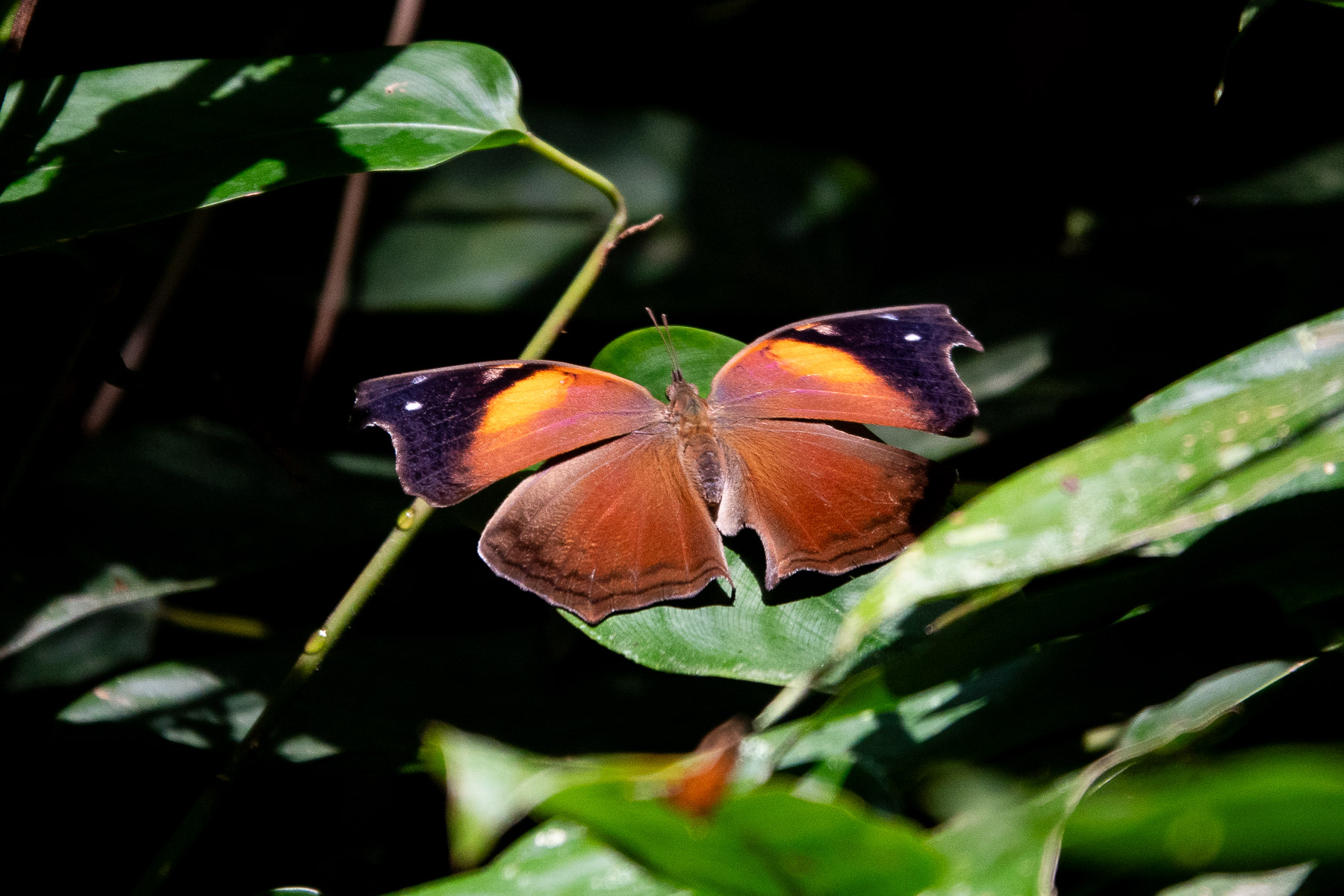 2024 Ghana Butterfly Trip