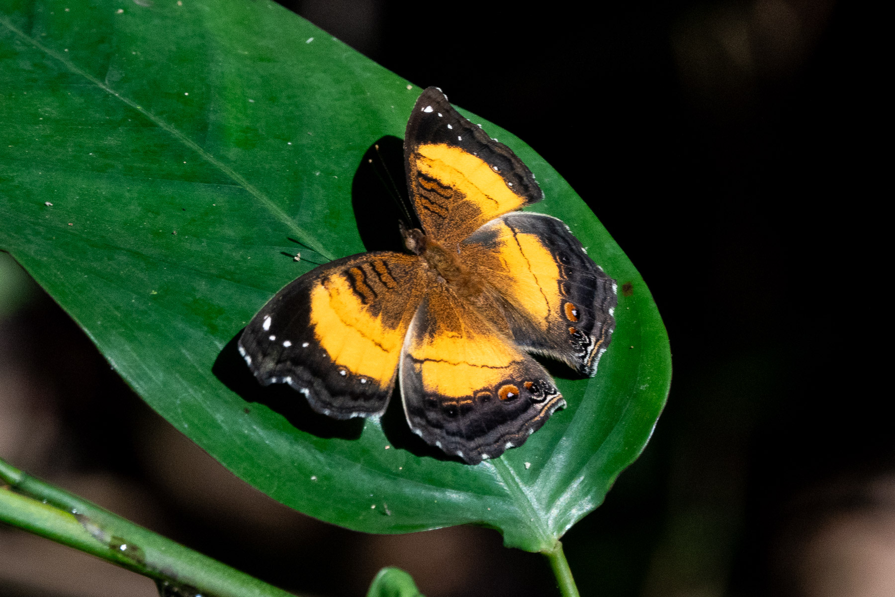2024 Ghana Butterfly Trip