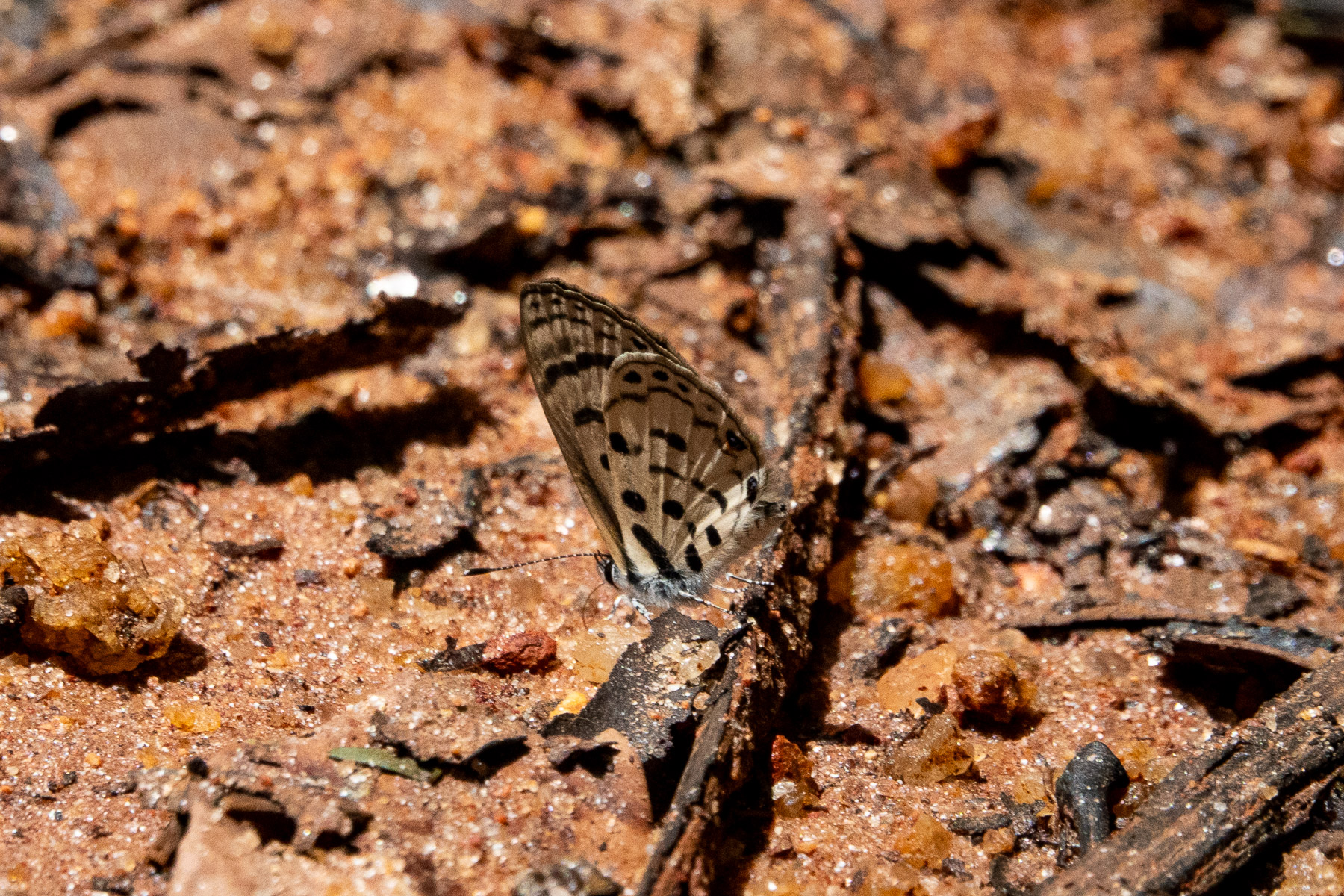 2024 Ghana Butterfly Trip