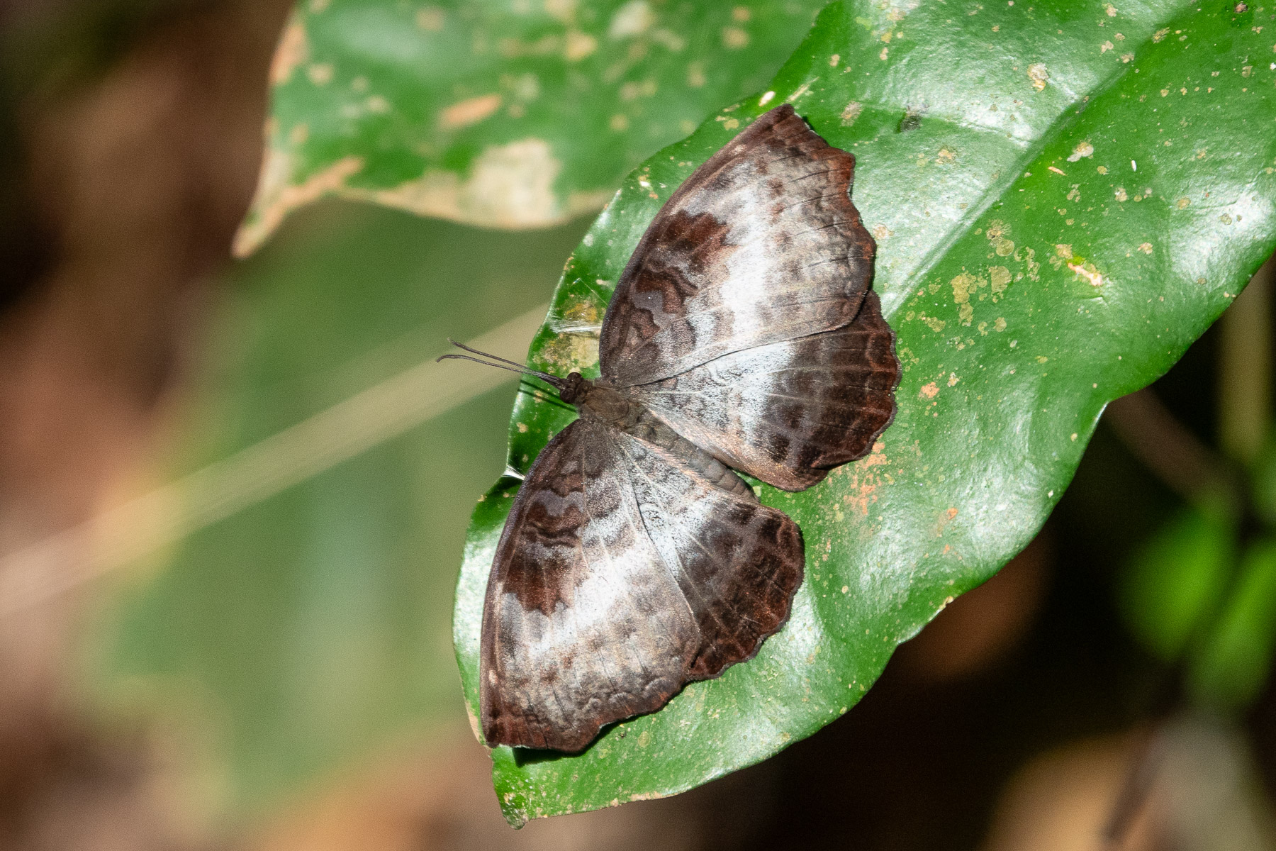 2024 Ghana Butterfly Trip