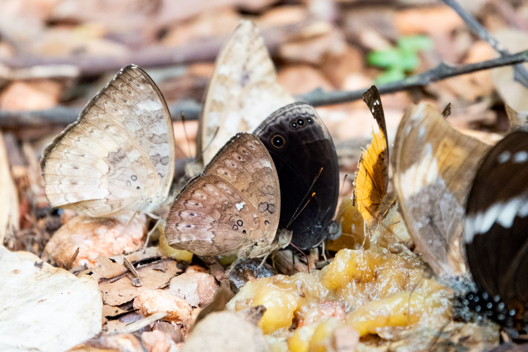 2024 Ghana Butterfly Trip