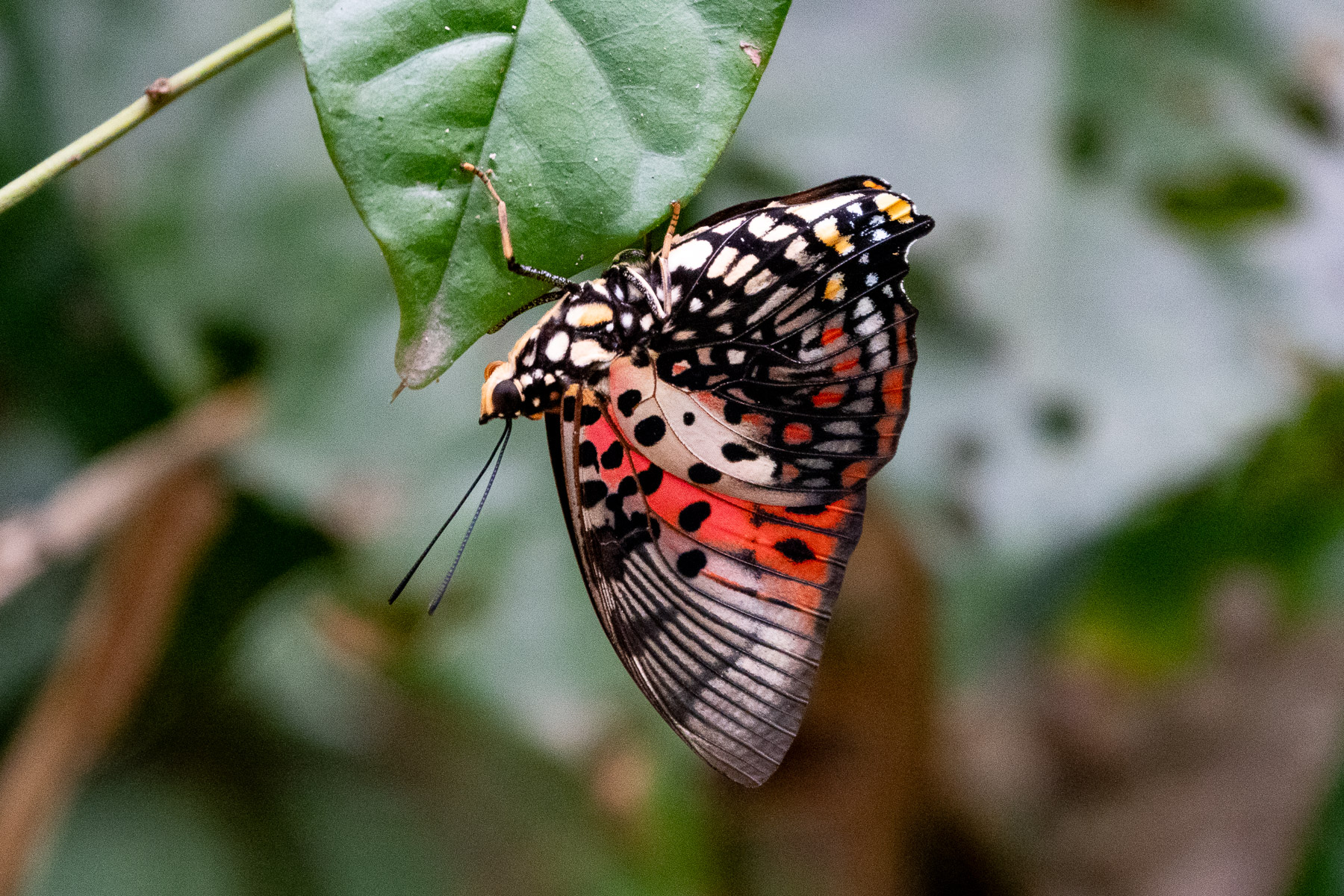 2024 Ghana Butterfly Trip