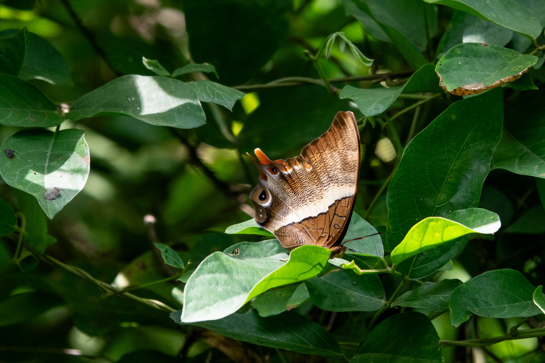 2024 Ghana Butterfly Trip