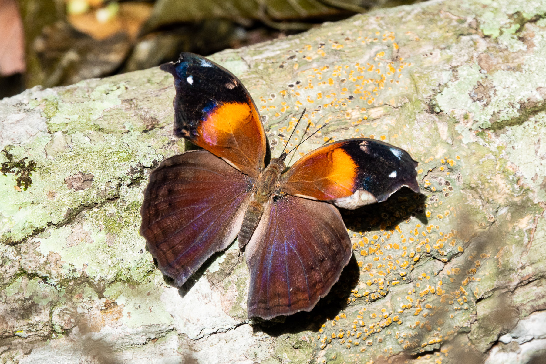 2024 Ghana Butterfly Trip