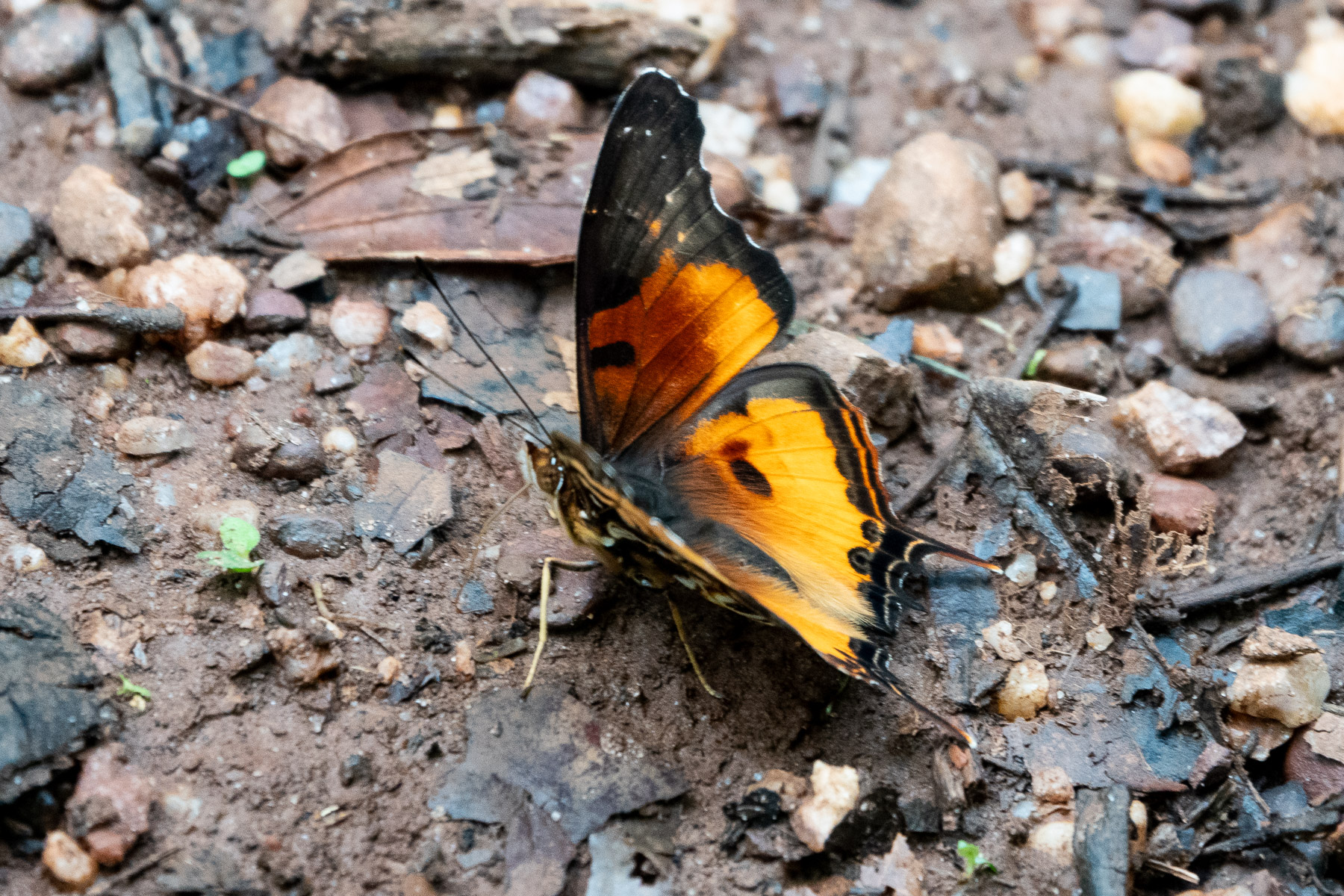 2024 Ghana Butterfly Trip