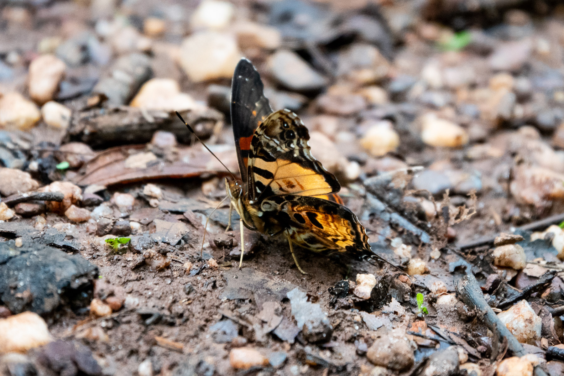 2024 Ghana Butterfly Trip