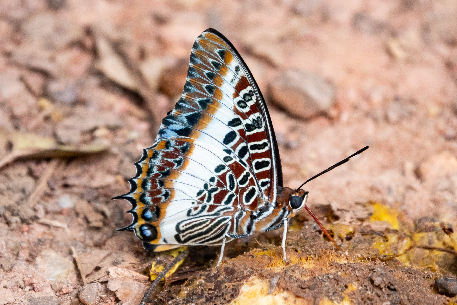 2024 Ghana Butterfly Trip