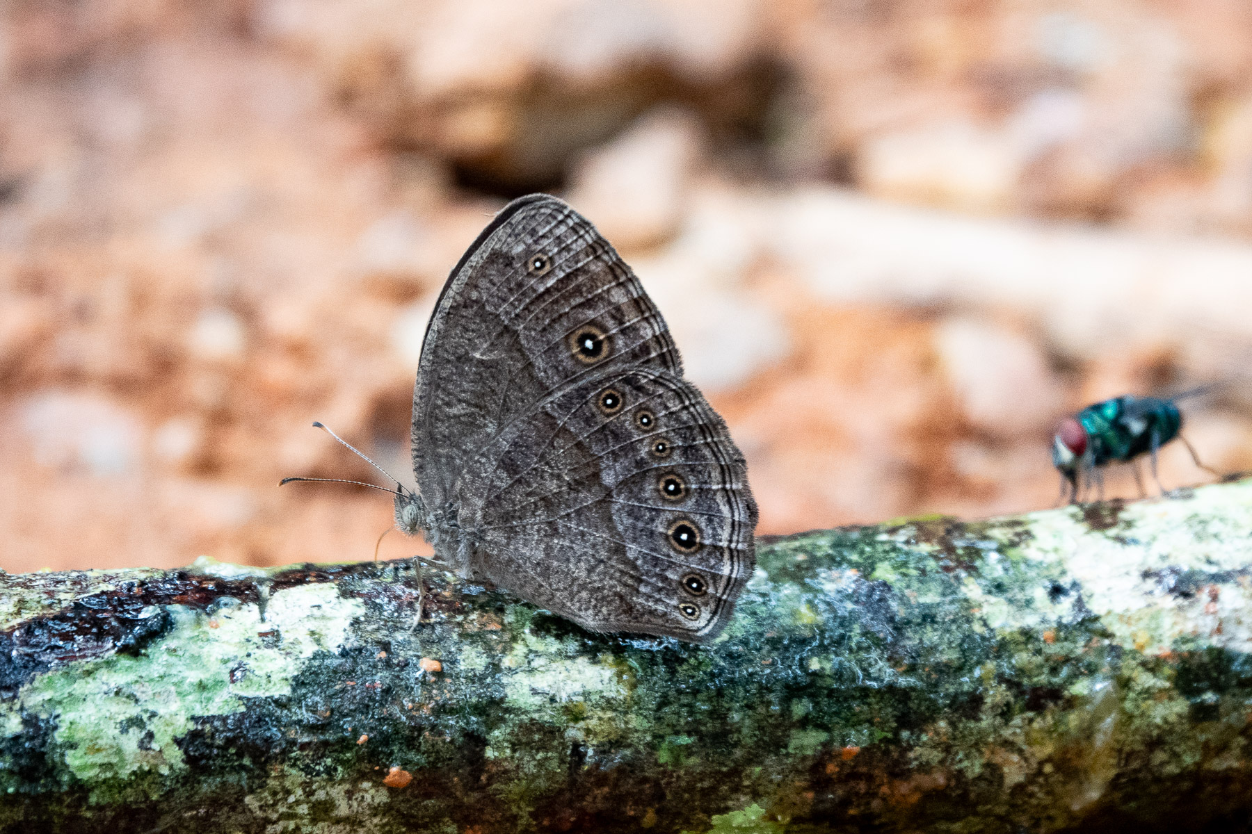 2024 Ghana Butterfly Trip