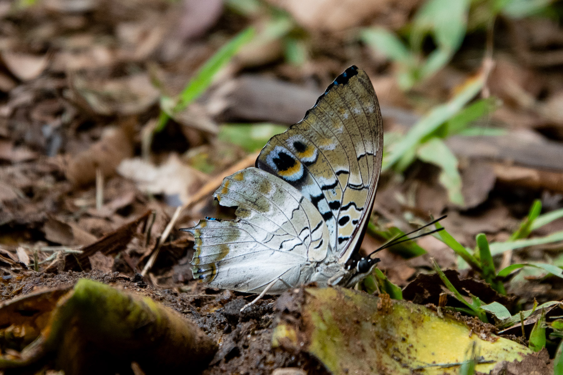 2024 Ghana Butterfly Trip