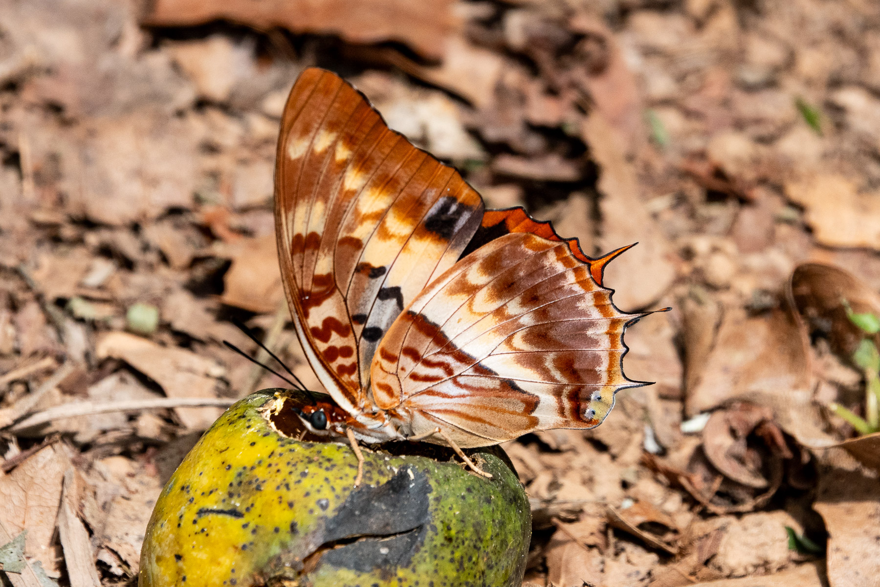 2024 Ghana Butterfly Trip