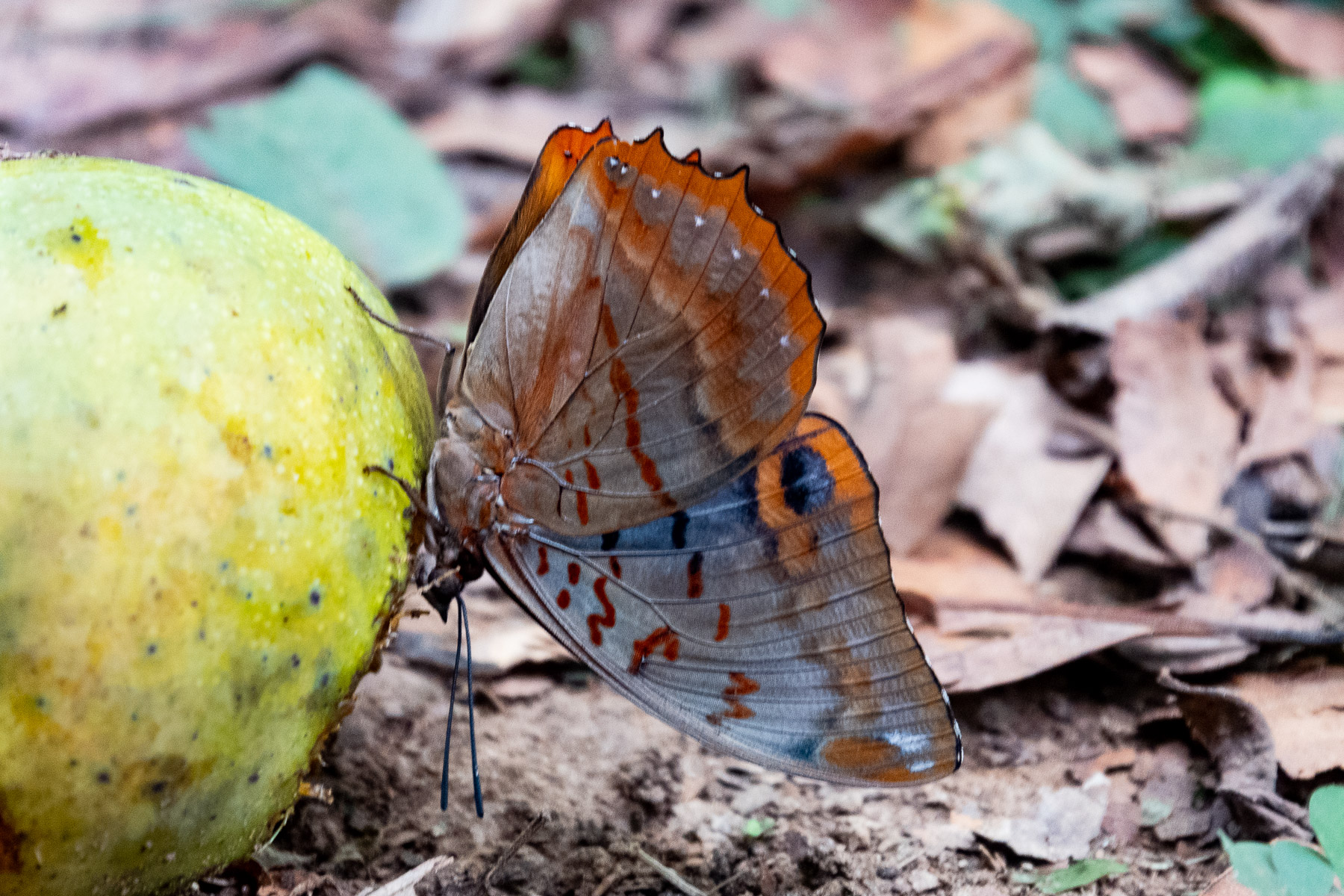 2024 Ghana Butterfly Trip