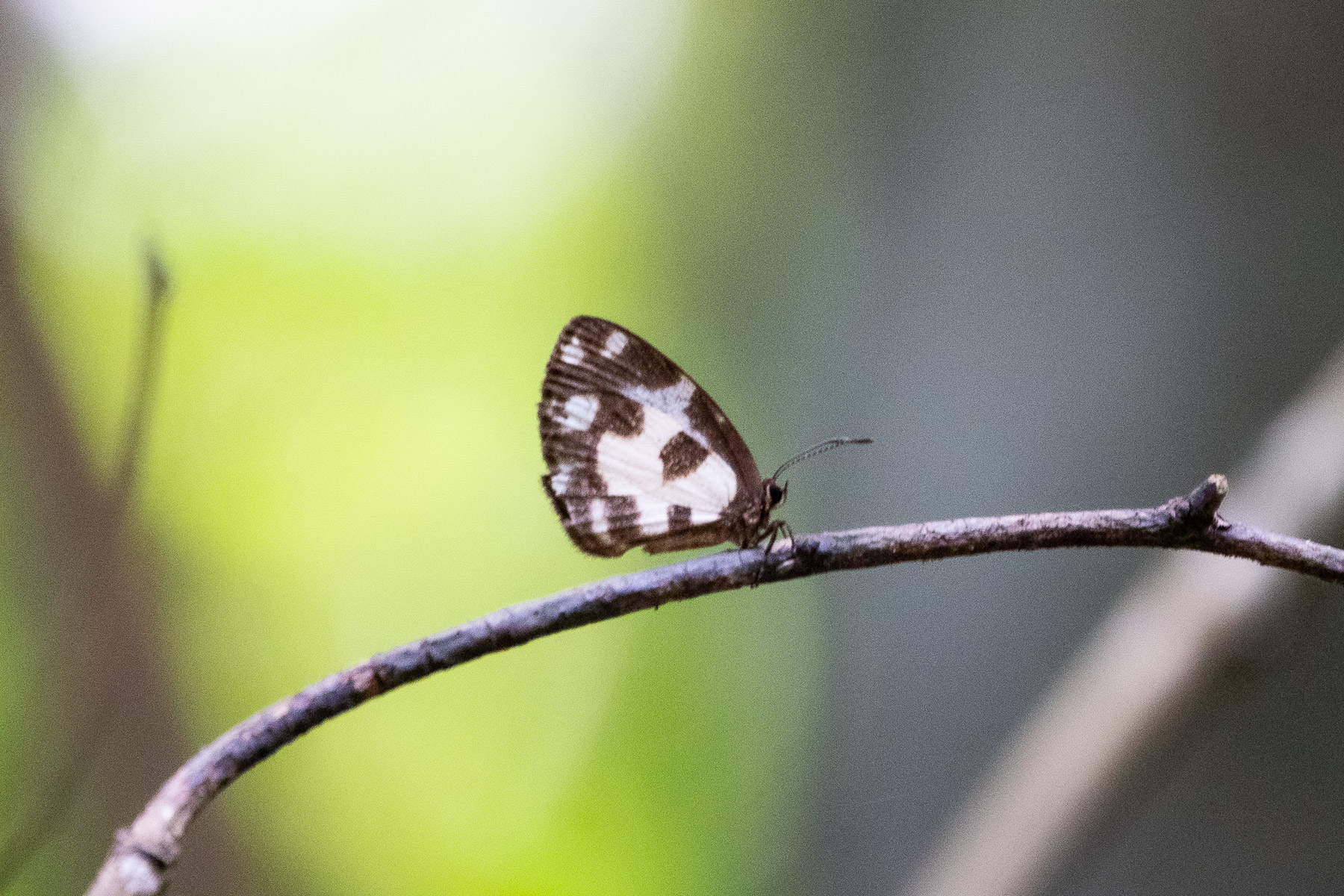 2024 Ghana Butterfly Trip