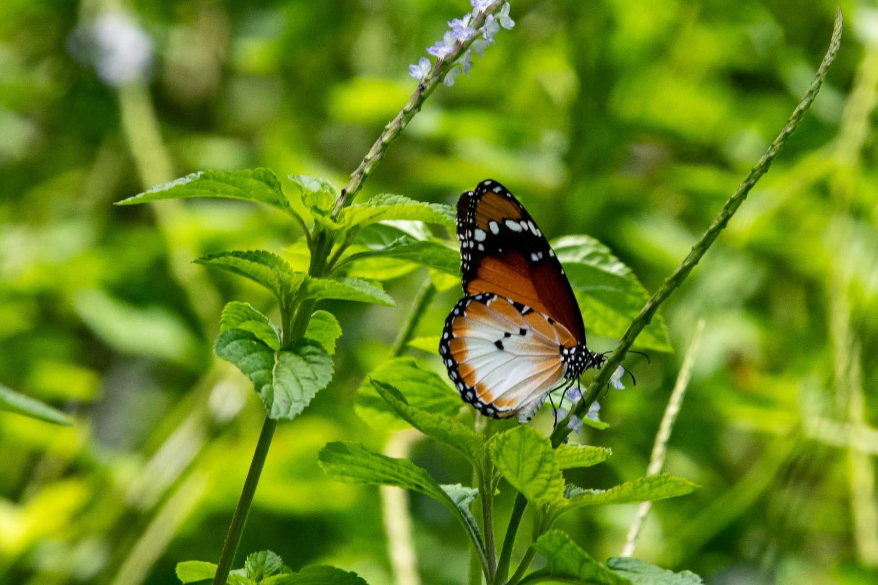 2024 Ghana Butterfly Trip
