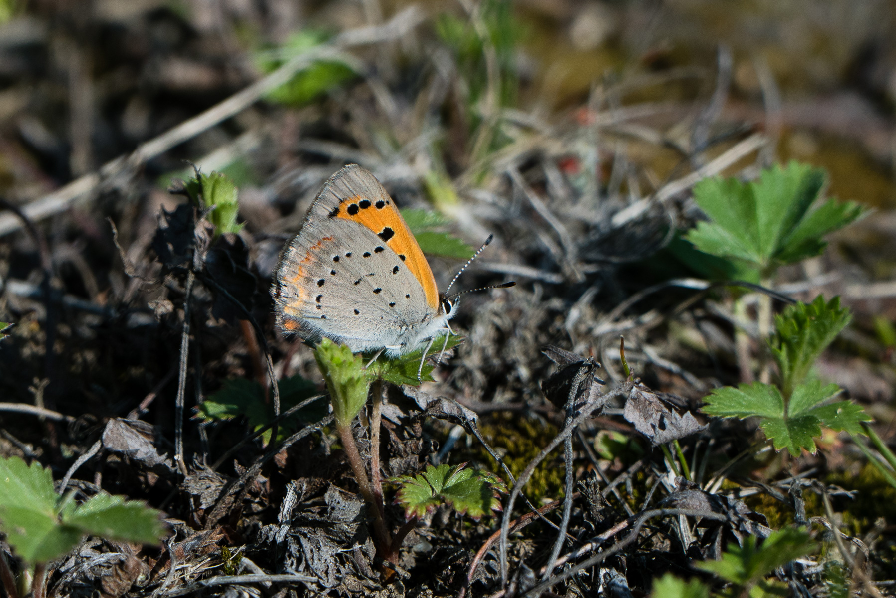 Massachusetts Butterfly Trip