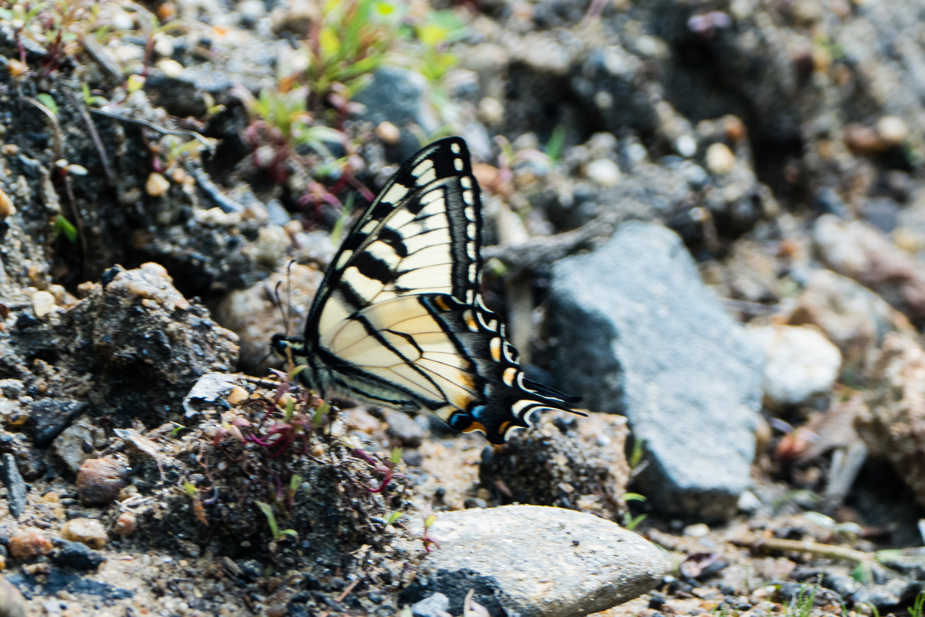Massachusetts Butterfly Trip