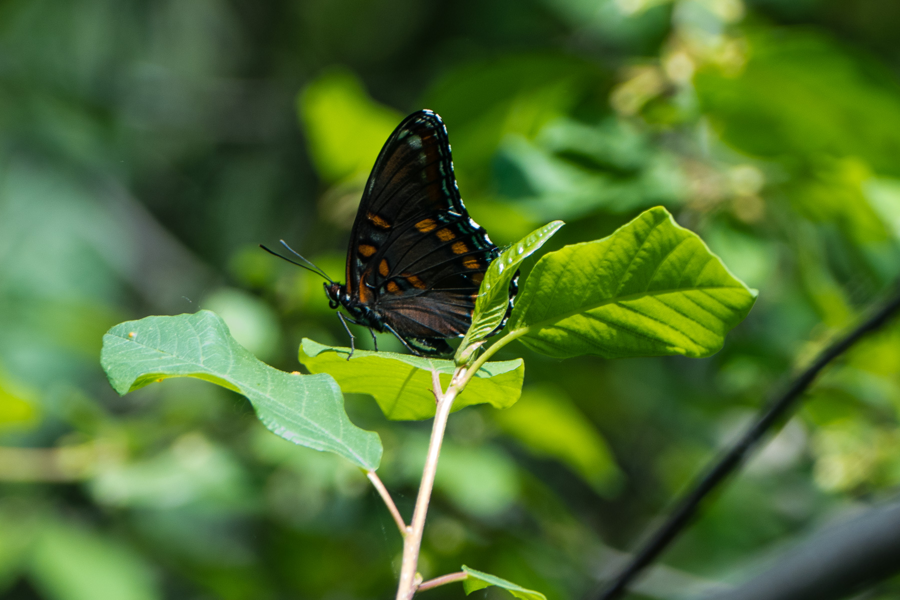Massachusetts Butterfly Trip